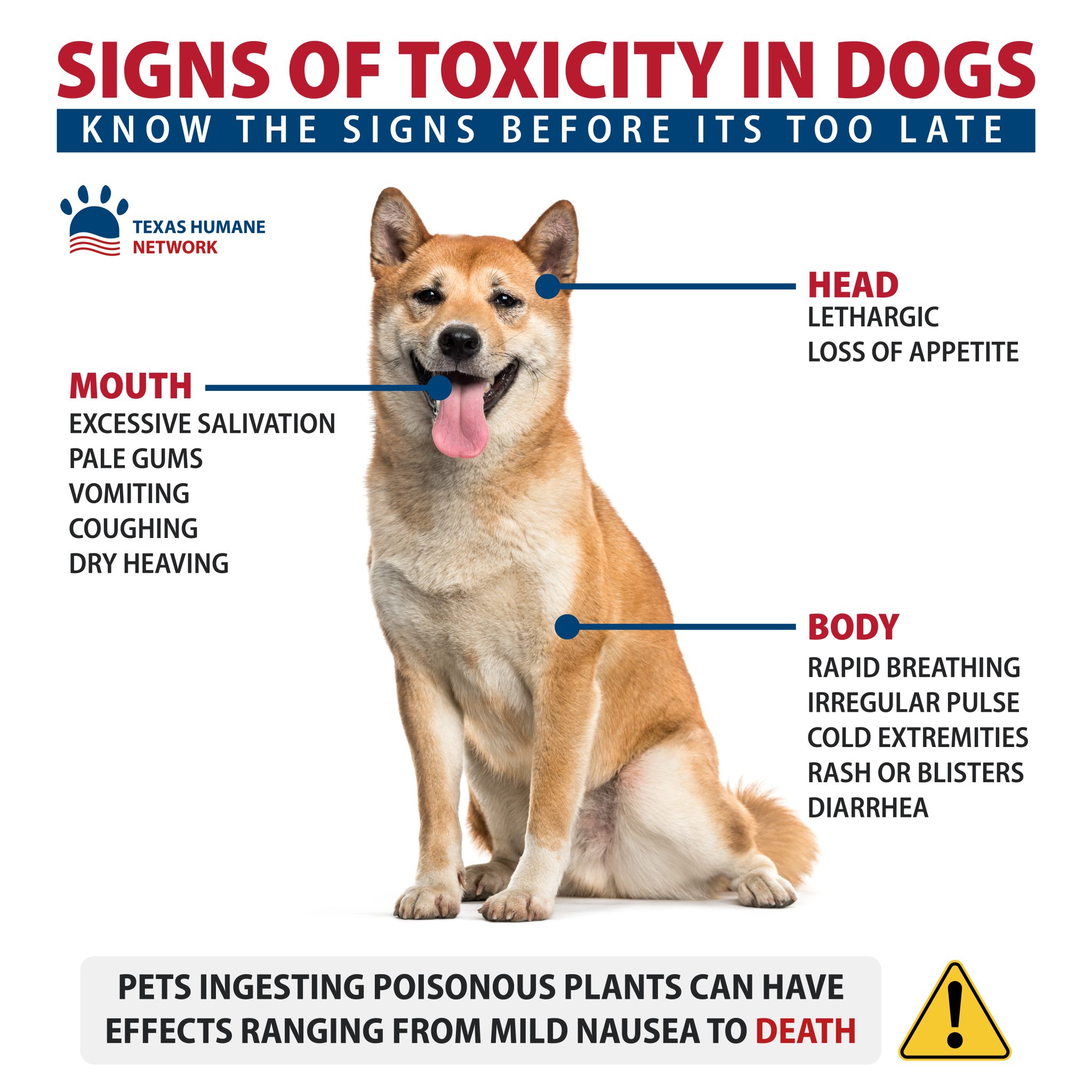 Plant Toxicity & Your Pet: What You Need to Know – Texas Humane Network