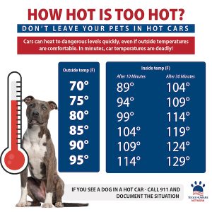 Extreme Hot Weather & Pet Safety – Texas Humane Network