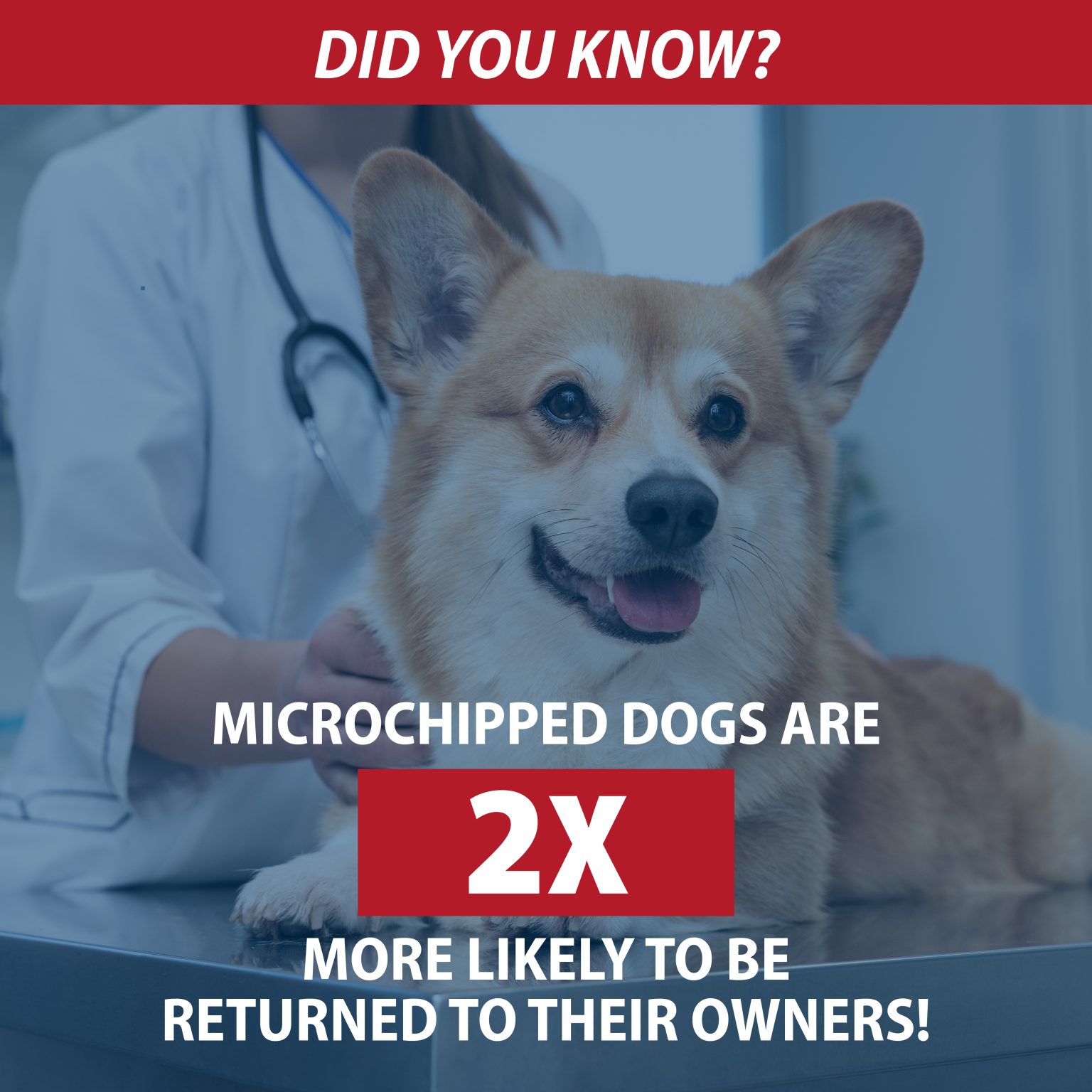 Microchipping Your Pet – Texas Humane Network