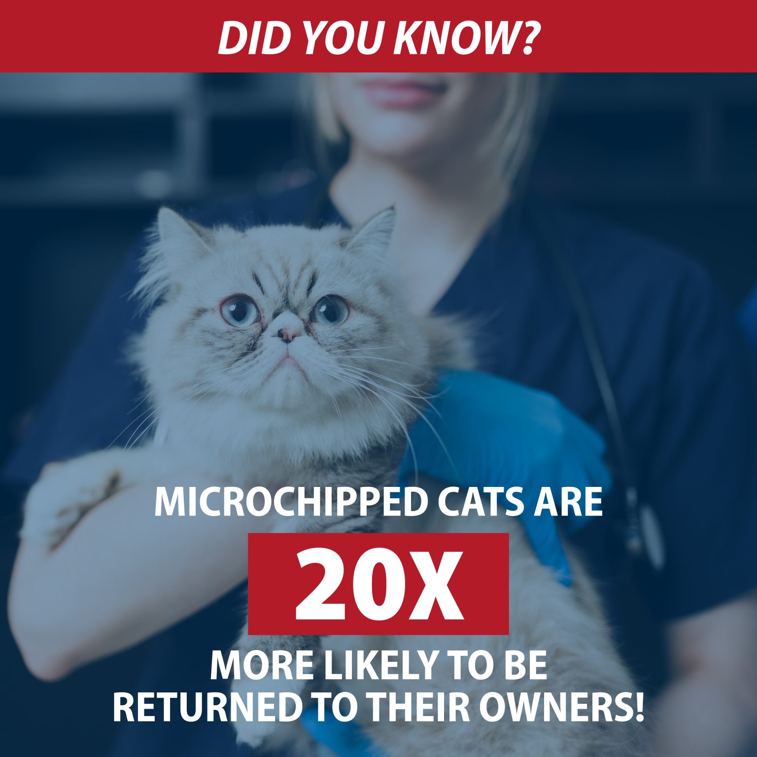 Microchipping Your Pet – Texas Humane Network