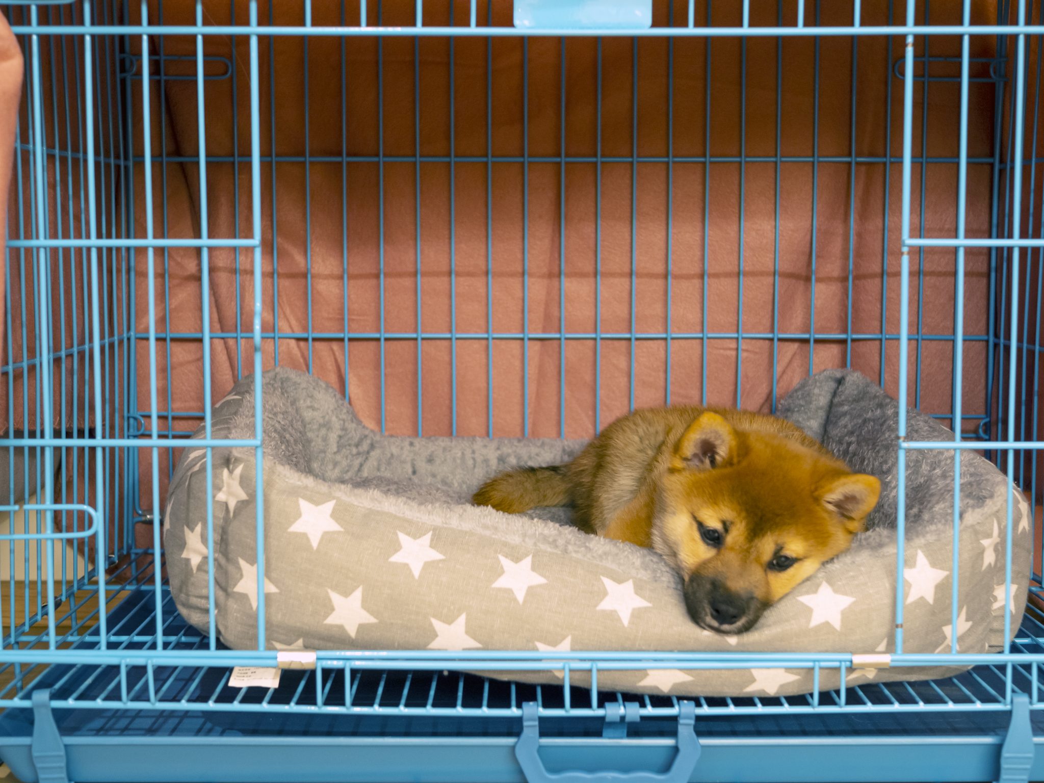 Pets Firework Safety – Texas Humane Network