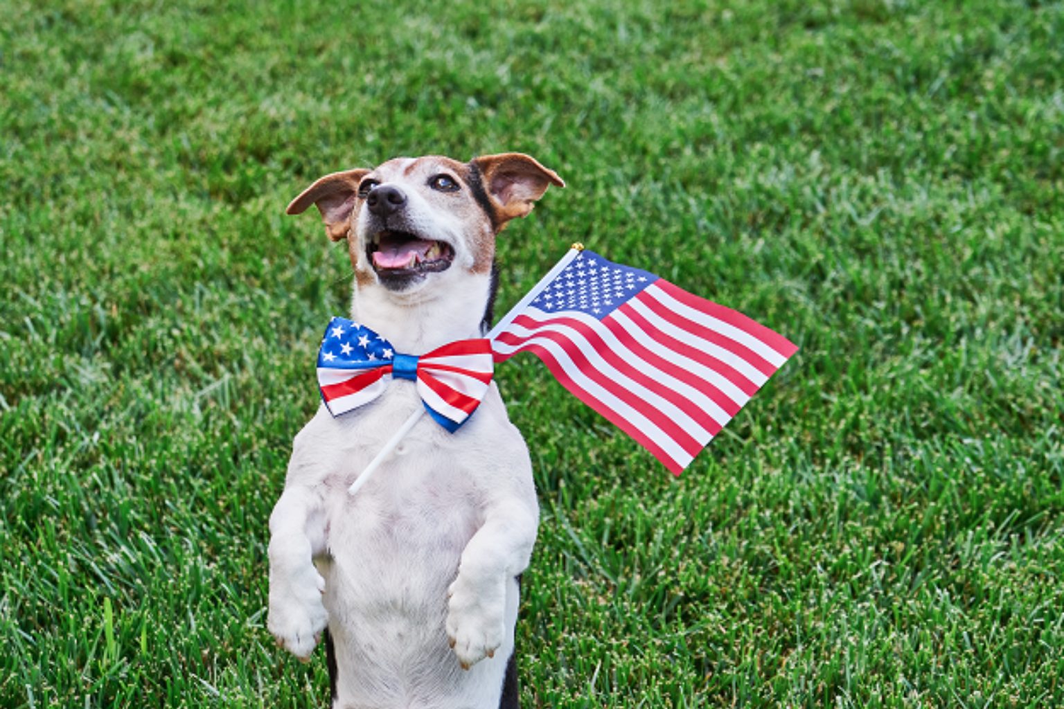Pets Firework Safety – Texas Humane Network
