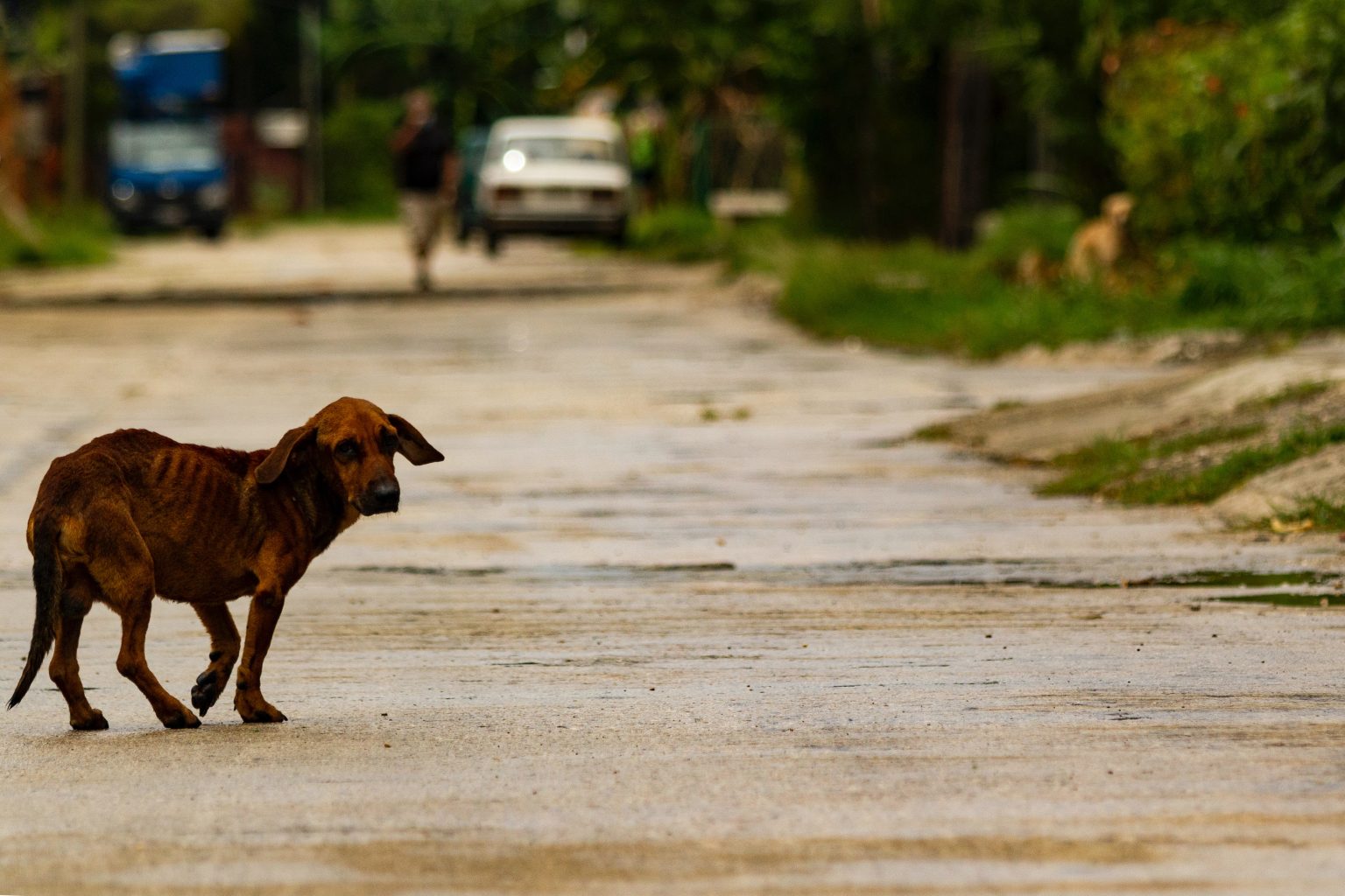 Abandoning Animals – Texas Humane Network