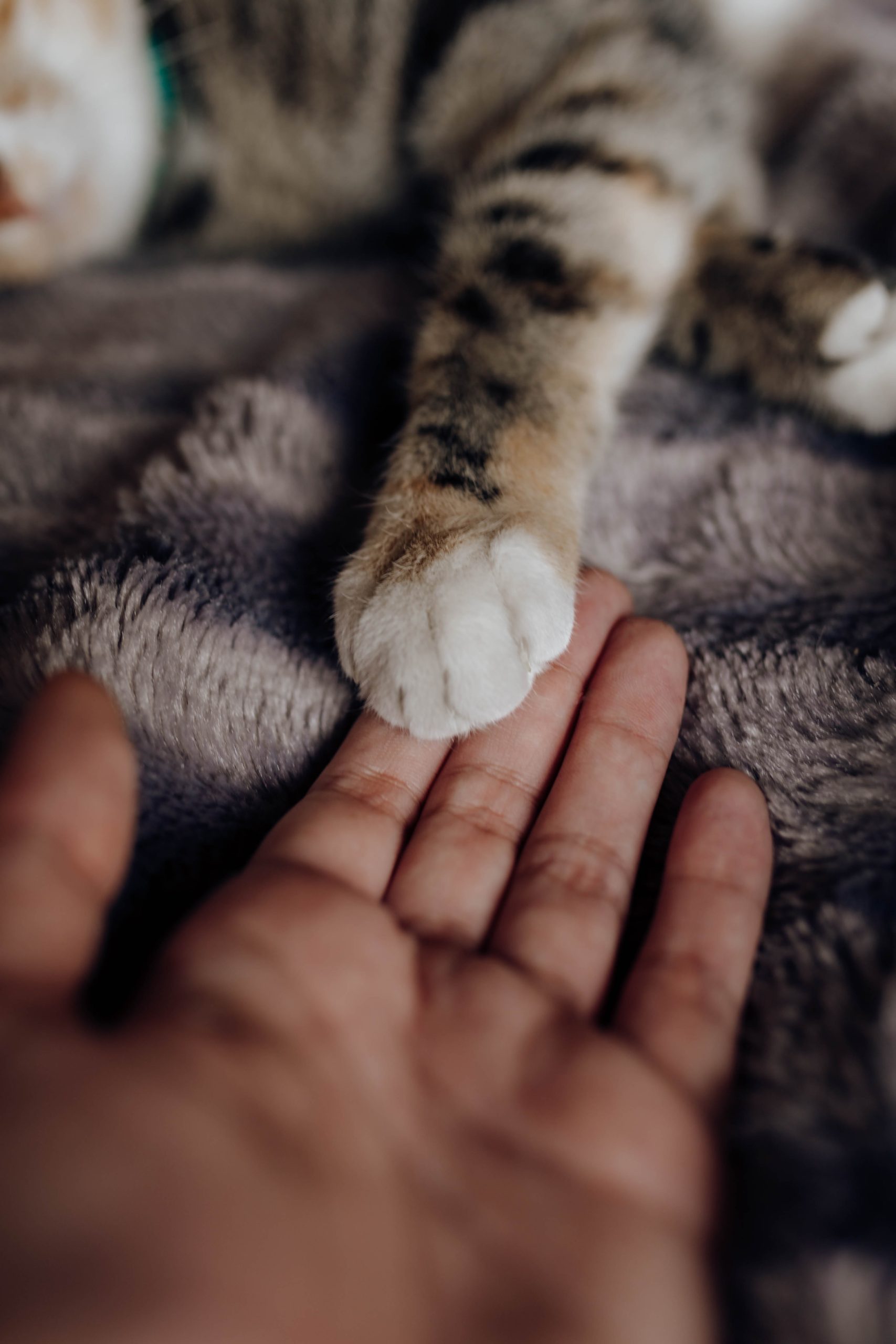 Declawing Cats – Texas Humane Network
