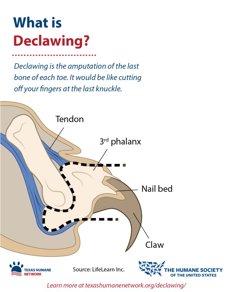Declawing Cats – Texas Humane Network