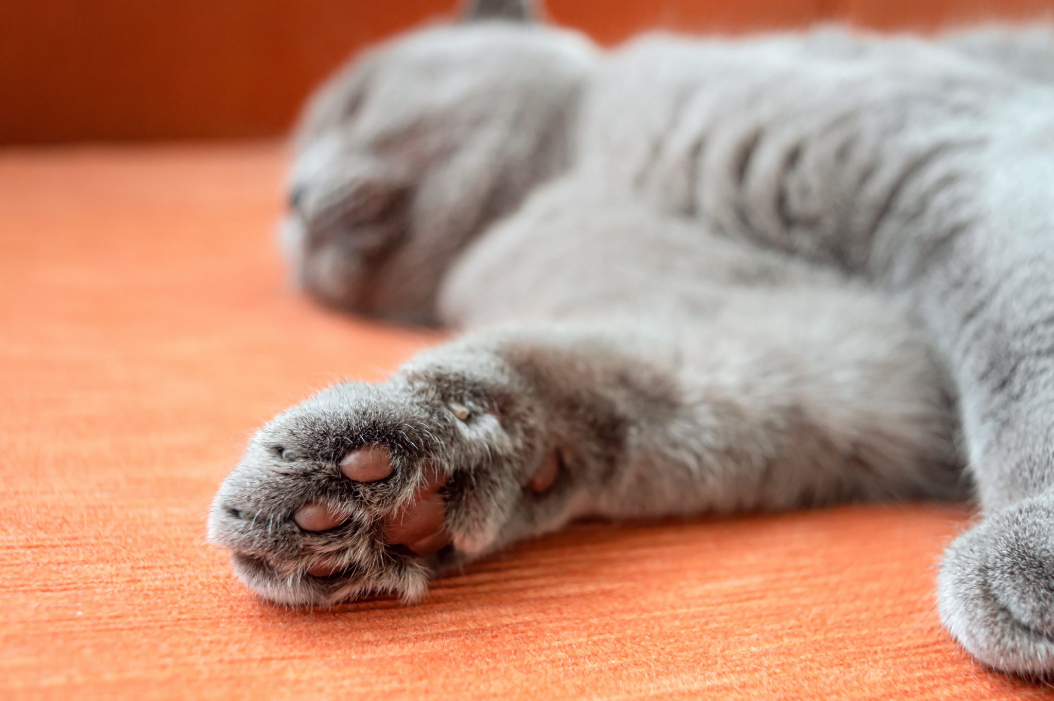 Declawing Cats – Texas Humane Network